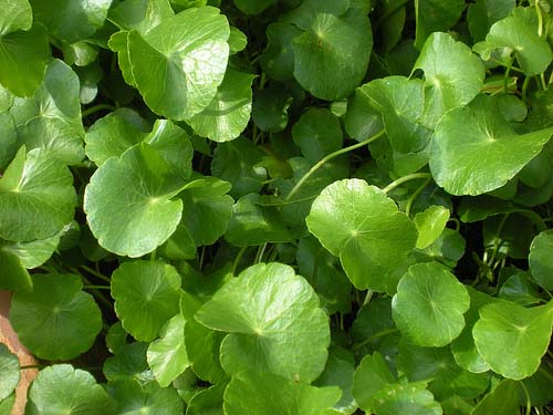 Rau má có tác dụng gì? Một số món ăn ngon từ rau má