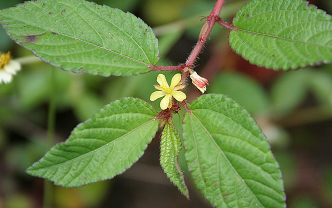 Rau đay là rau gì? Tác dụng và Cách chế biến món rau đay ngon